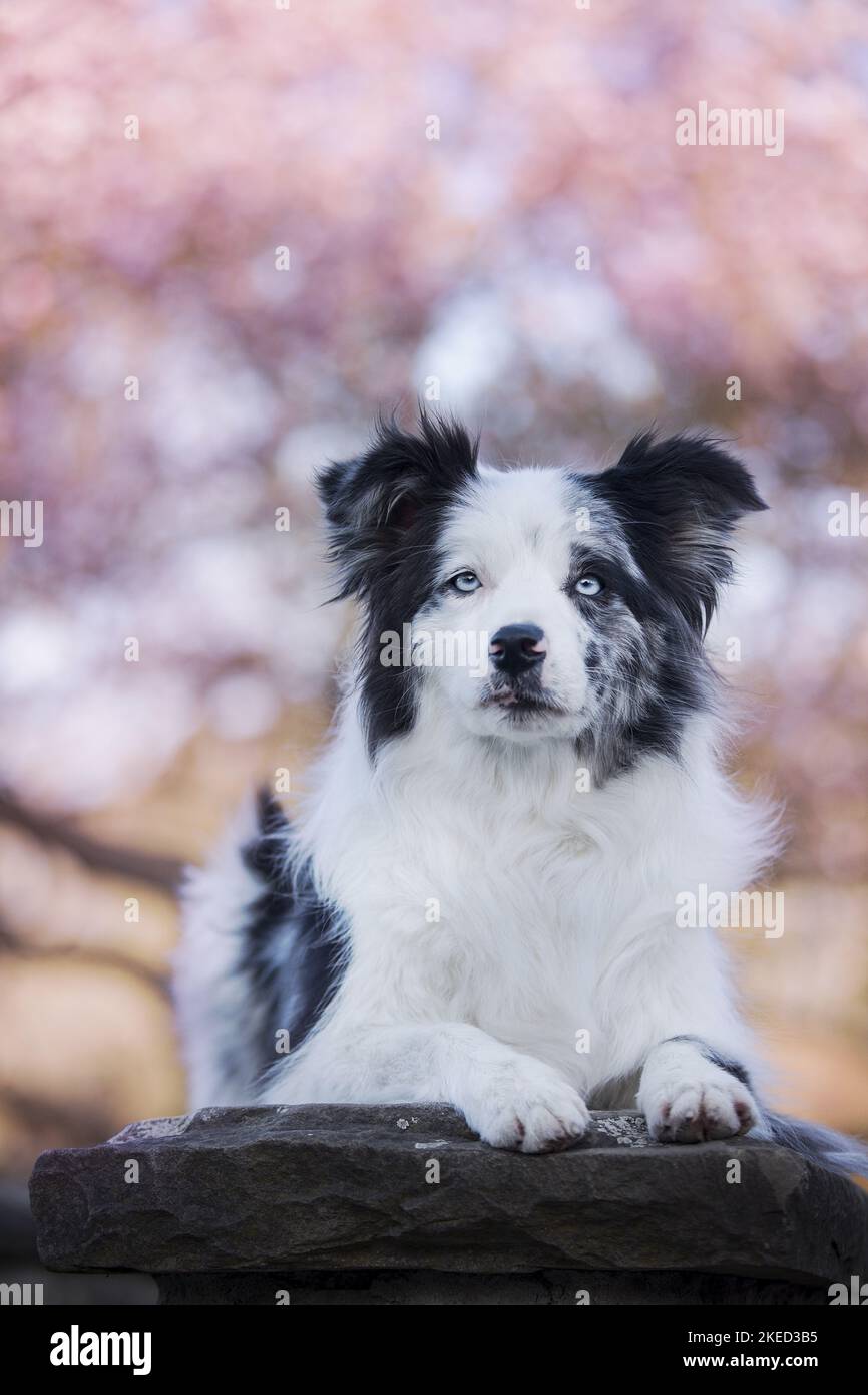 Border Collie in spring Stock Photo - Alamy