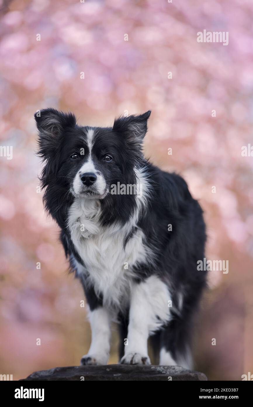 Border Collie in spring Stock Photo - Alamy