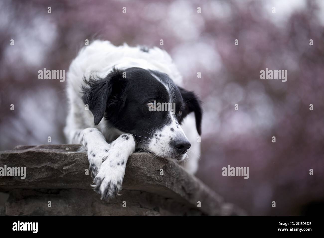 Breton munsterlander hi-res stock photography and images - Alamy