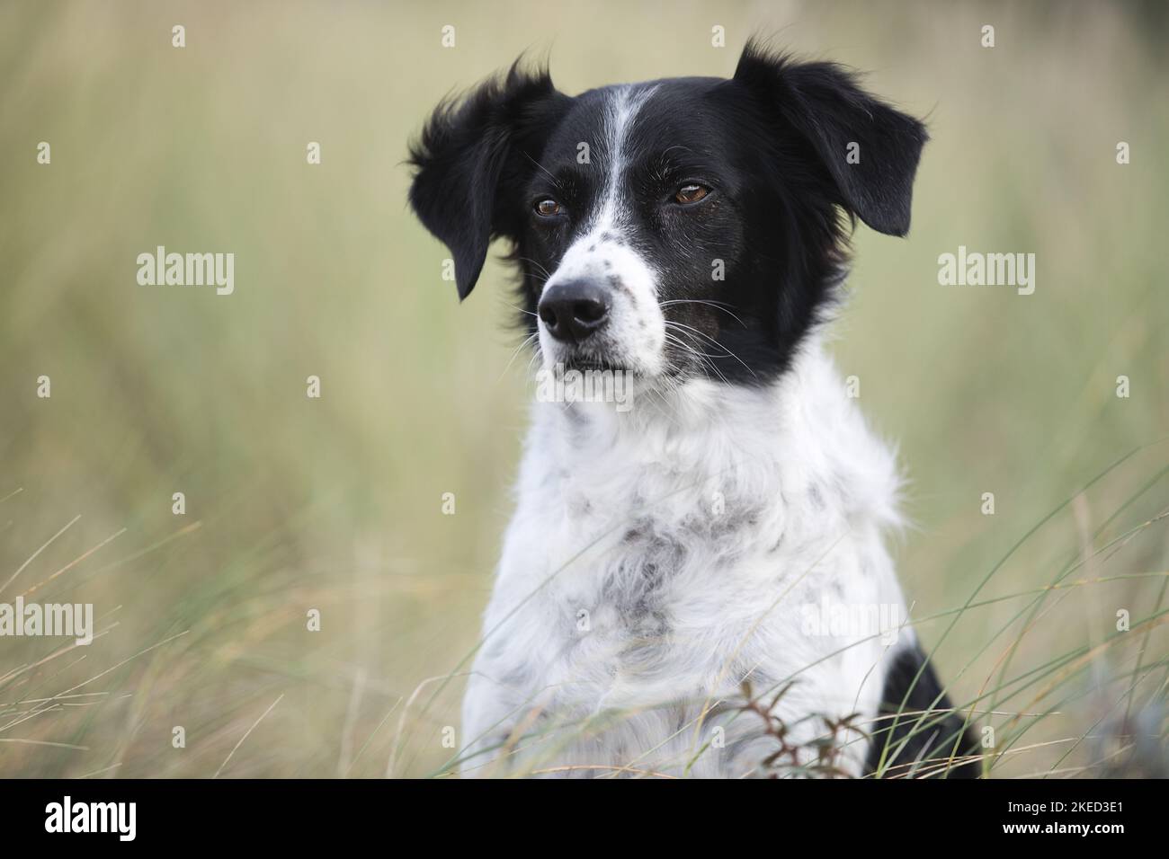 Breton cross hi-res stock photography and images - Alamy