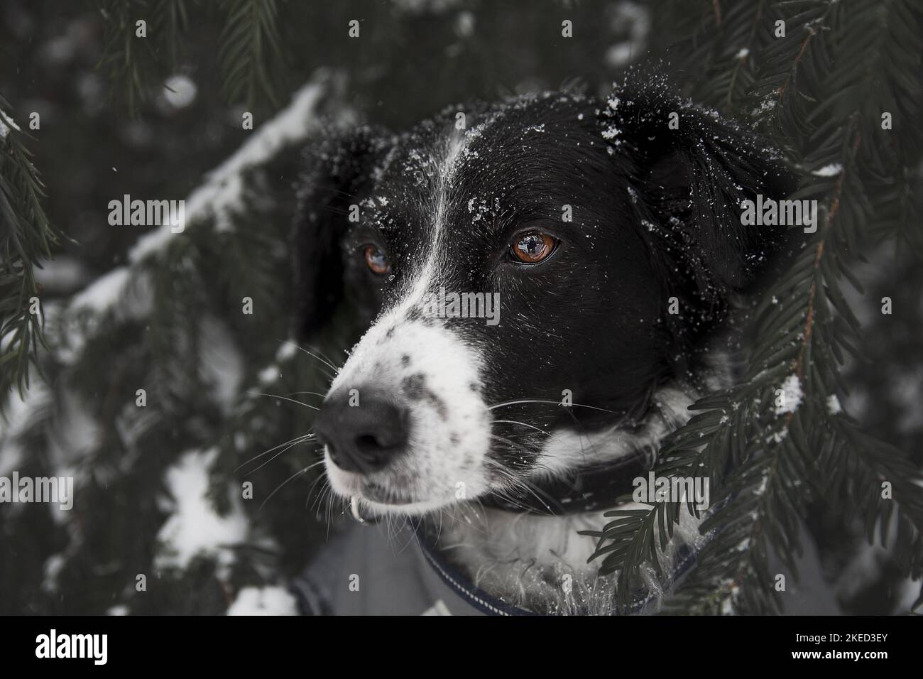 Breton munsterlander hi-res stock photography and images - Alamy