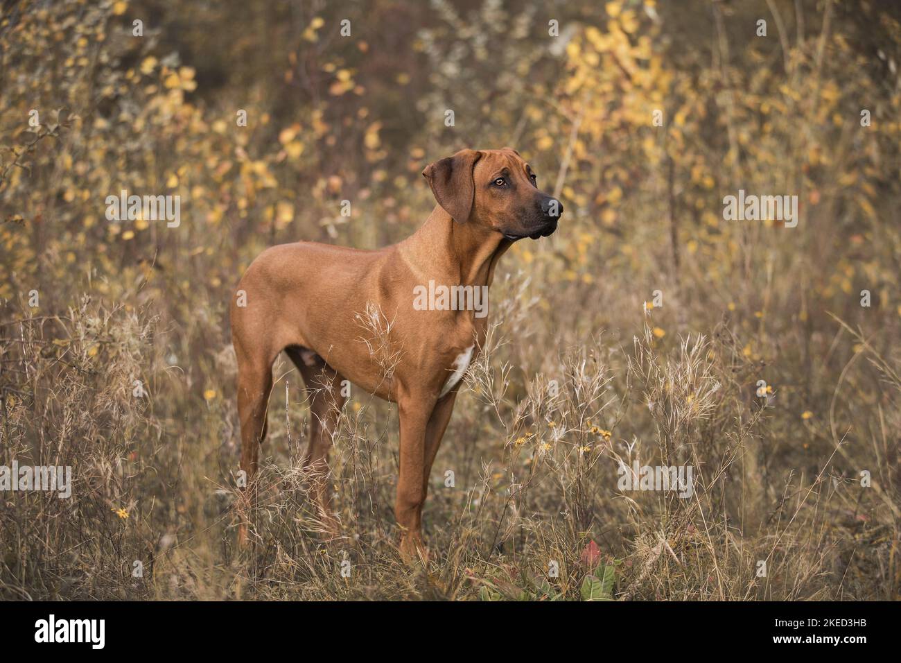 young Rhodesian Ridgeback Stock Photo - Alamy