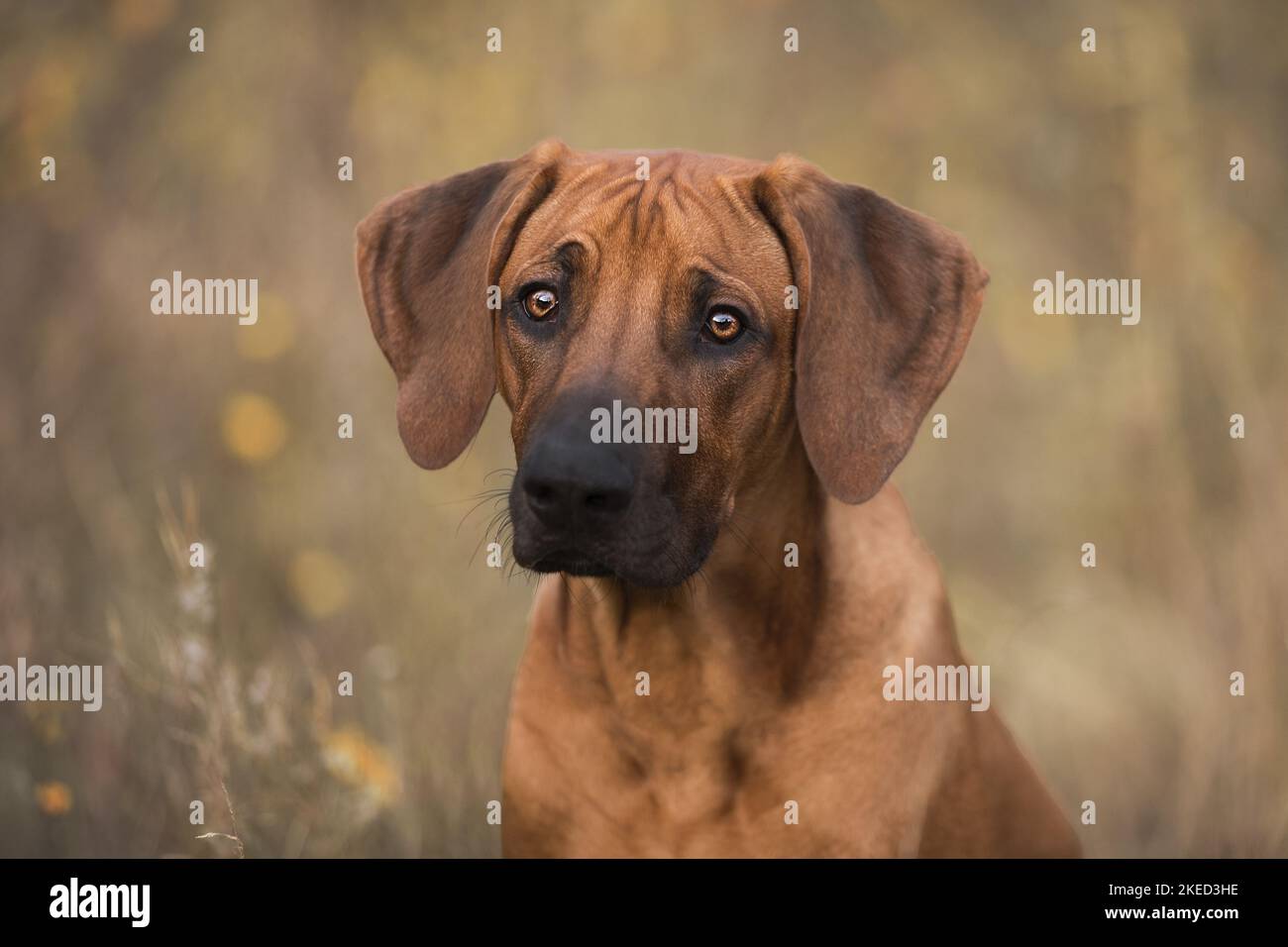 young Rhodesian Ridgeback Stock Photo - Alamy