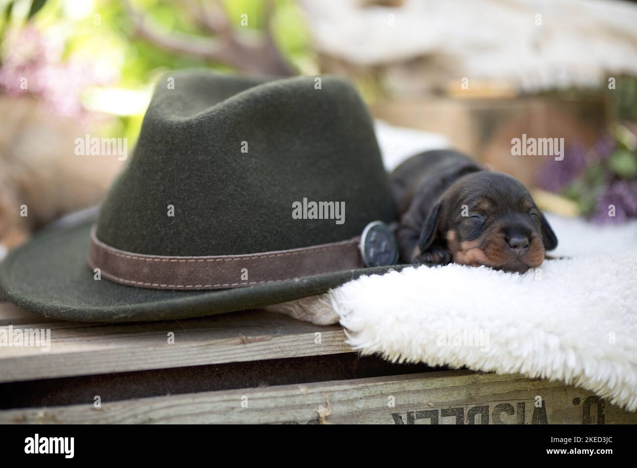 Gamekeepers dog hi-res stock photography and images - Alamy