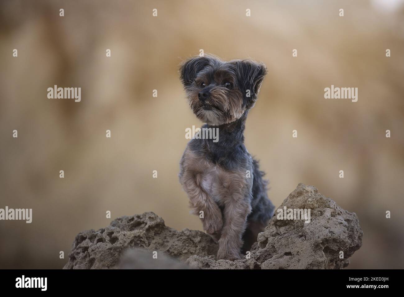 male Yorkshire Terrier Stock Photo - Alamy