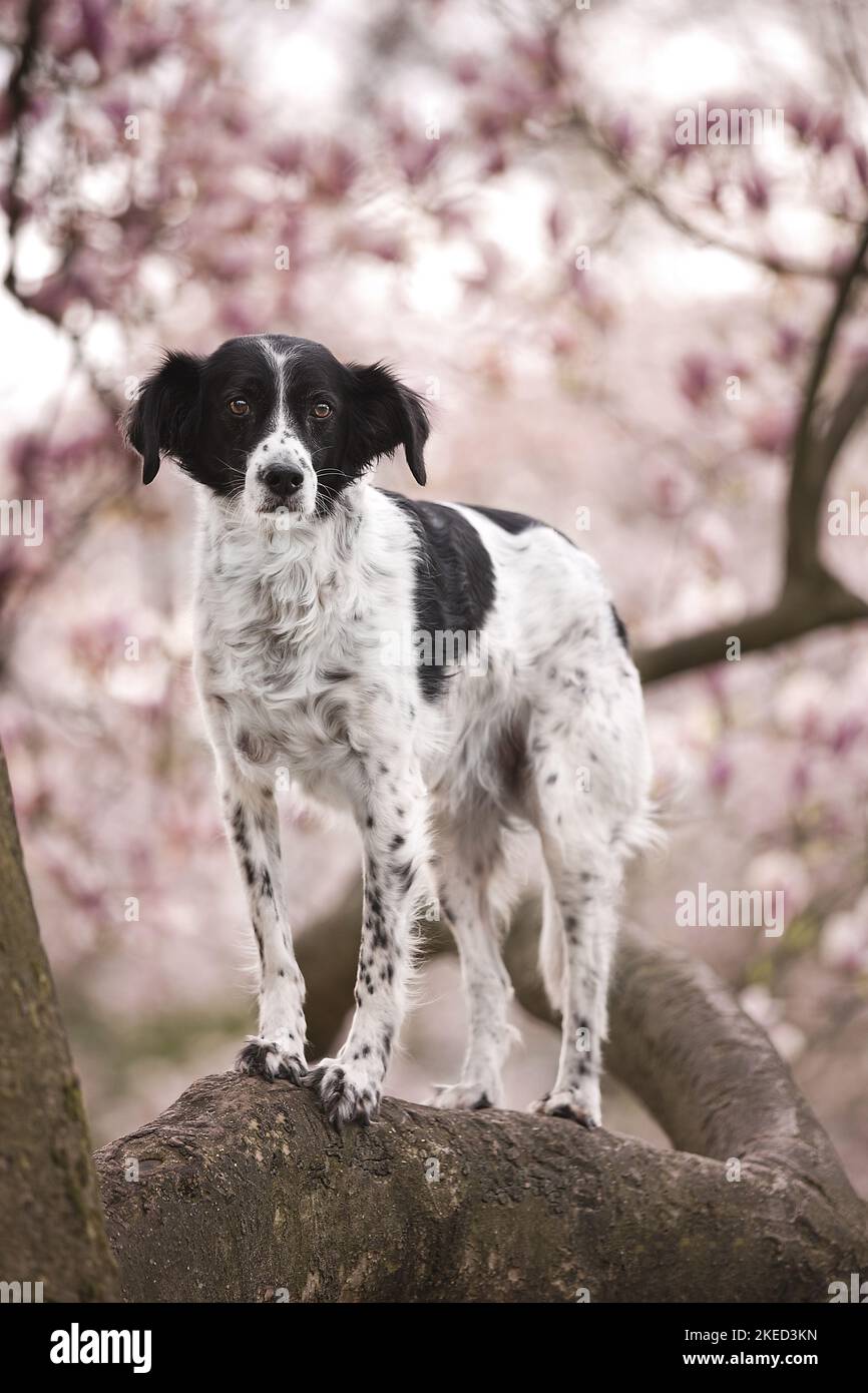 Breton munsterlander hi-res stock photography and images - Alamy
