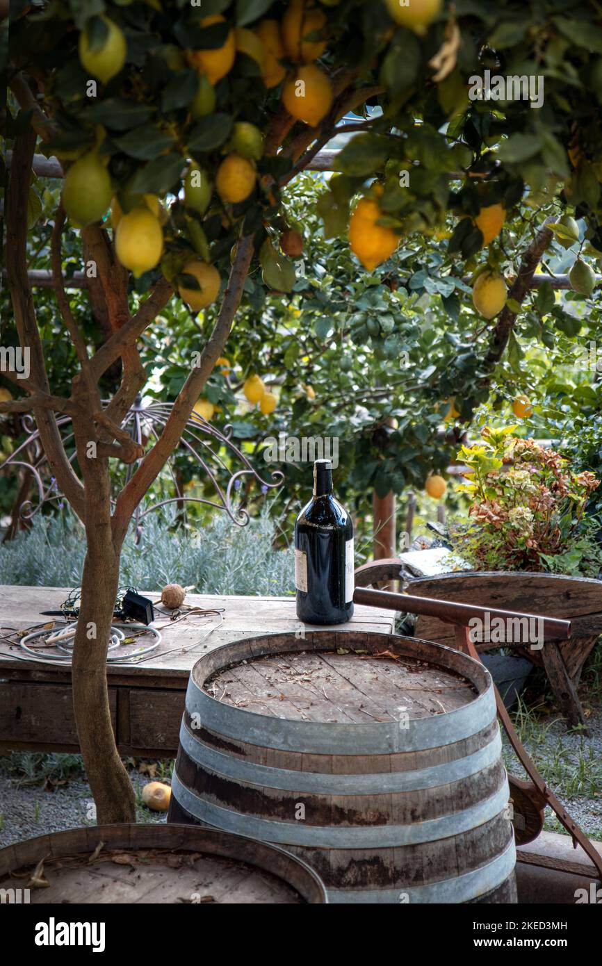 Limoncello, Italian wine, lemon trees, wine casks, lemons, Italy ...