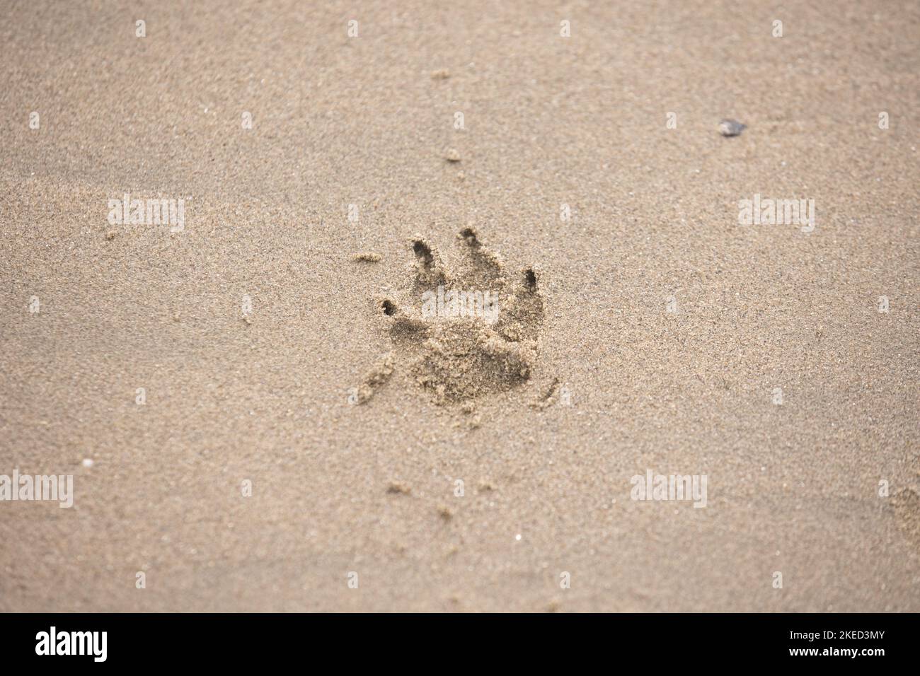 Pawmarks hi-res stock photography and images - Alamy