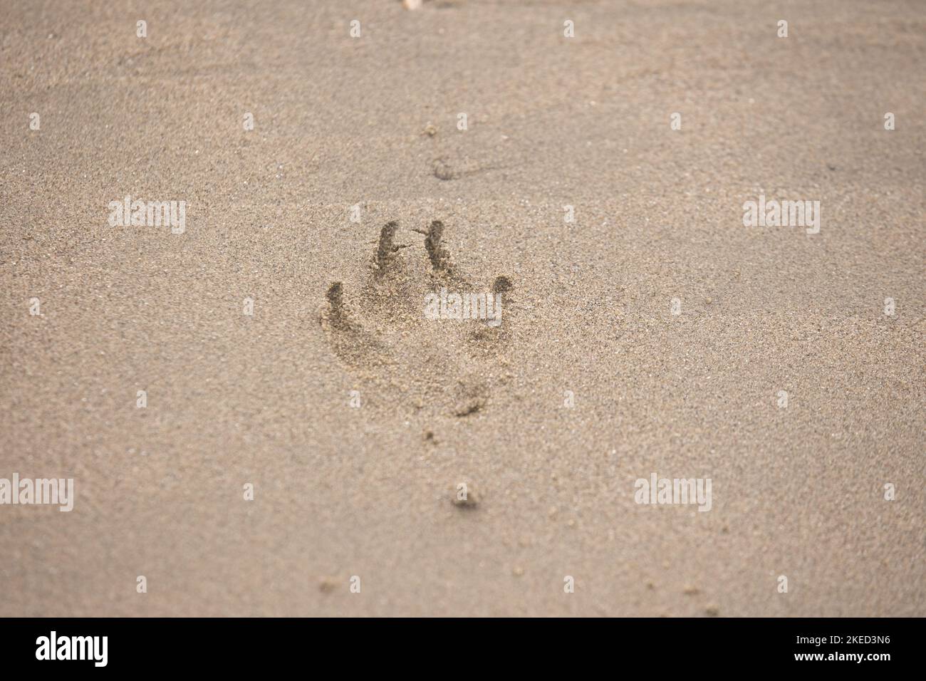 White paw marks hi-res stock photography and images - Alamy