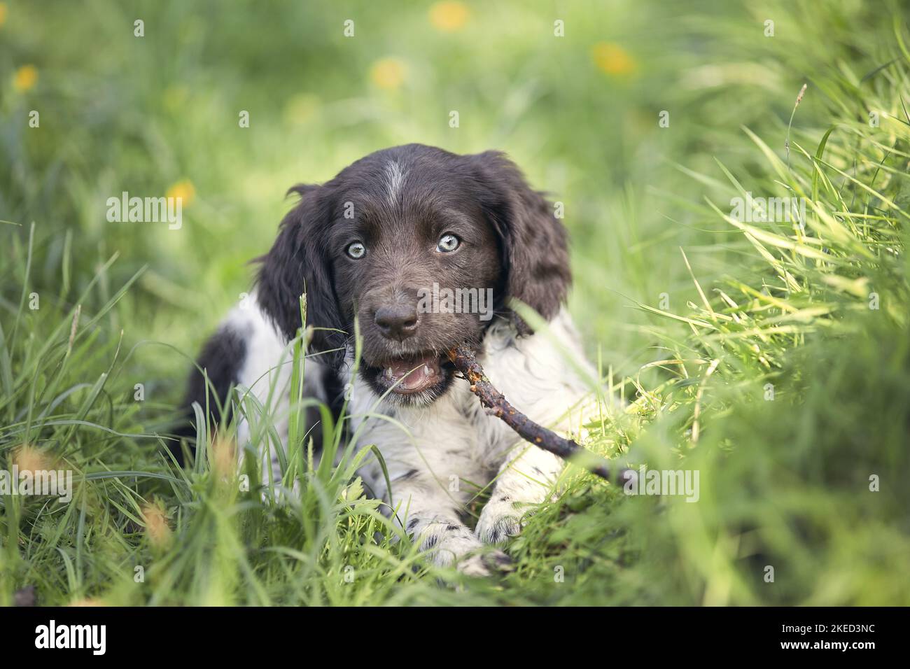 Munsterlander puppies hi-res stock photography and images - Alamy