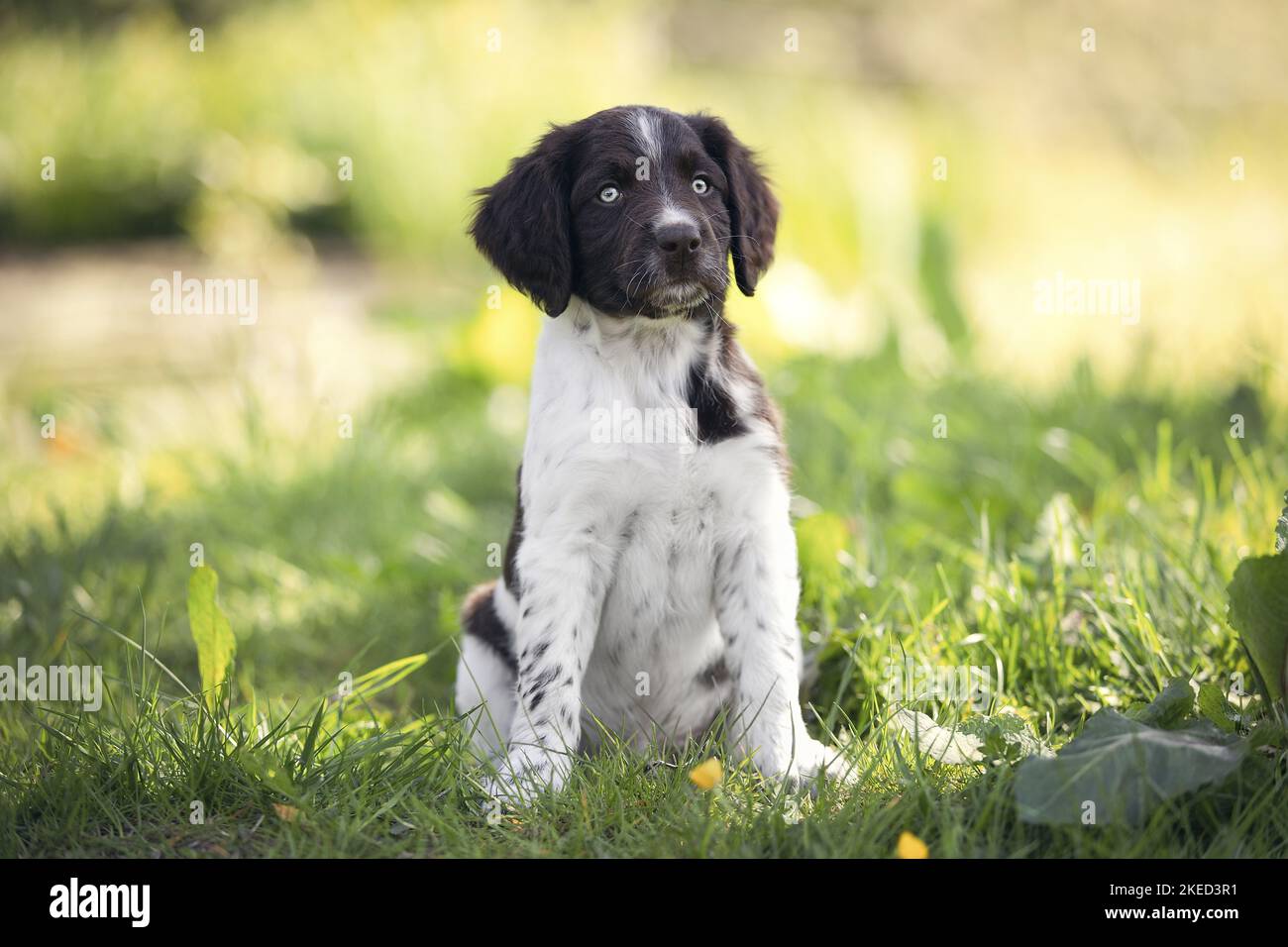small munsterlander puppy Stock Photo - Alamy