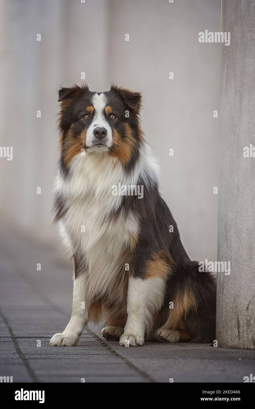 black-tri Australian Shepherd Stock Photo - Alamy