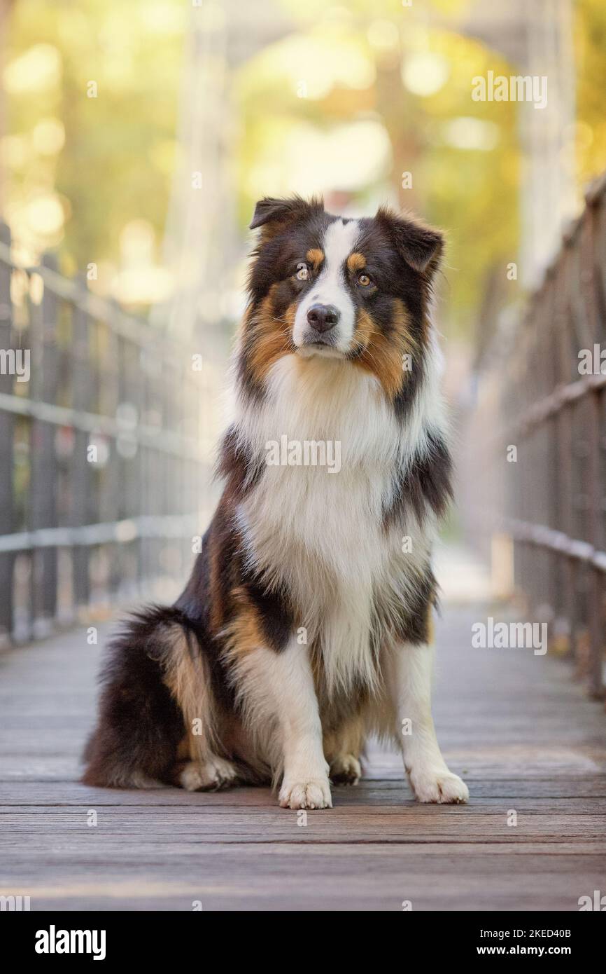 black-tri Australian Shepherd Stock Photo - Alamy