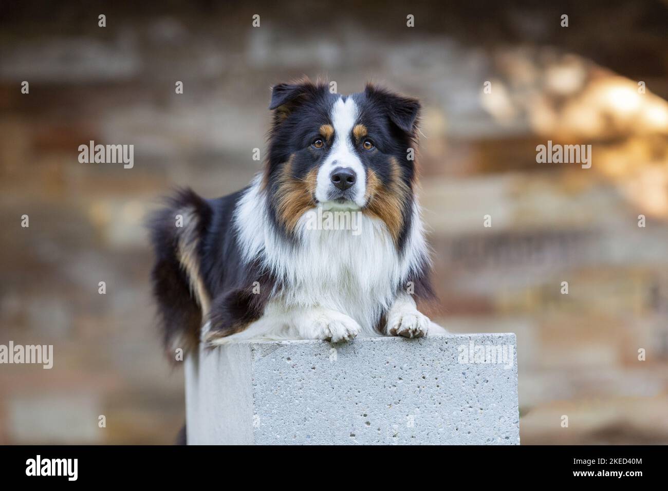 Black tri aussie hi-res stock photography and images - Alamy