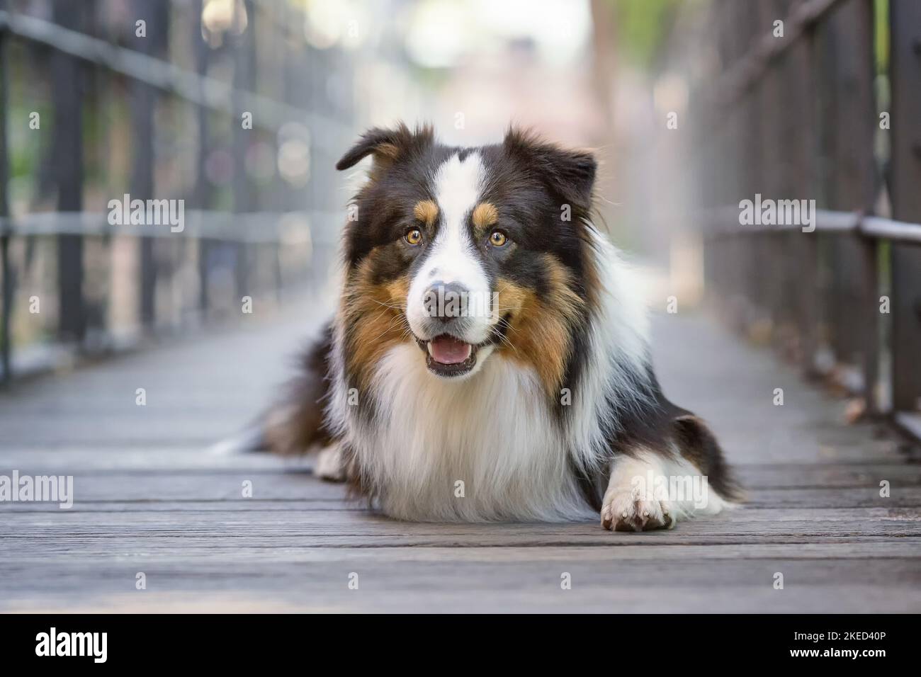 black-tri Australian Shepherd Stock Photo - Alamy