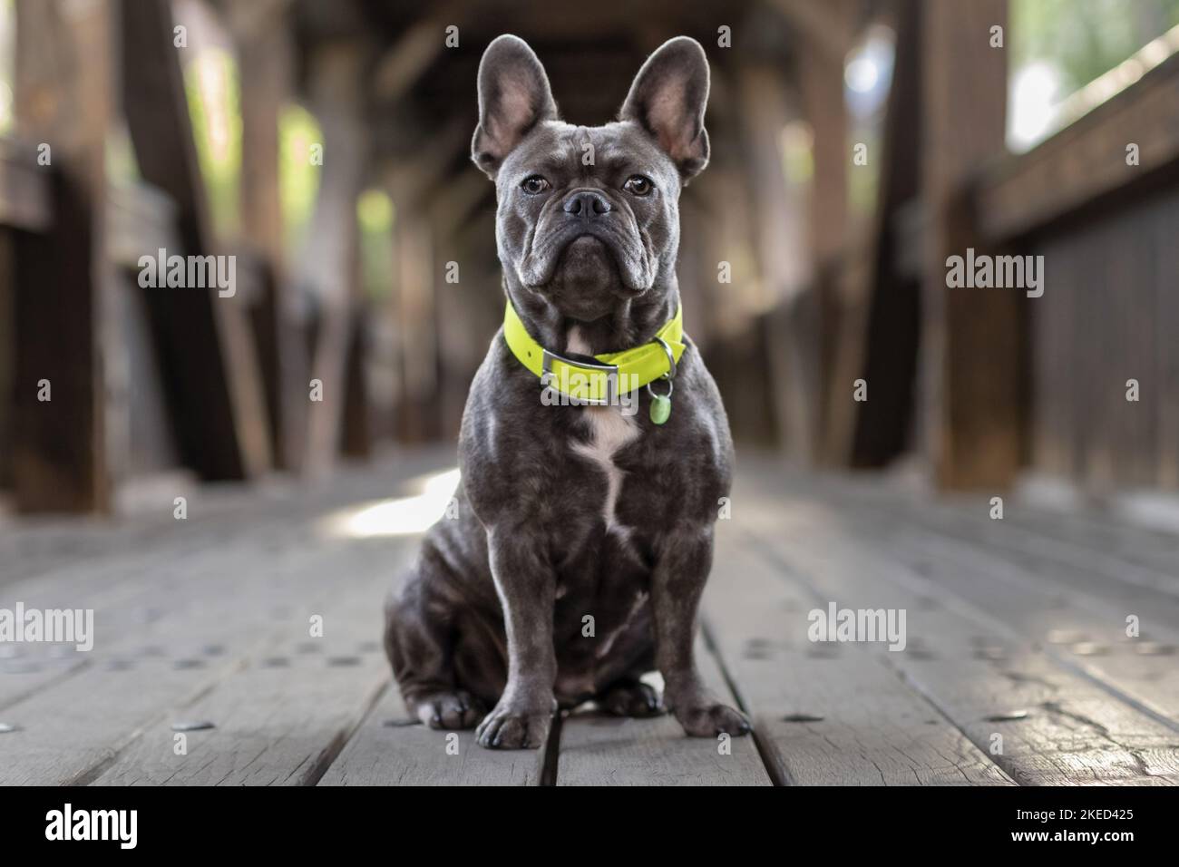 French bulldog blue collar hi-res stock photography and images - Alamy