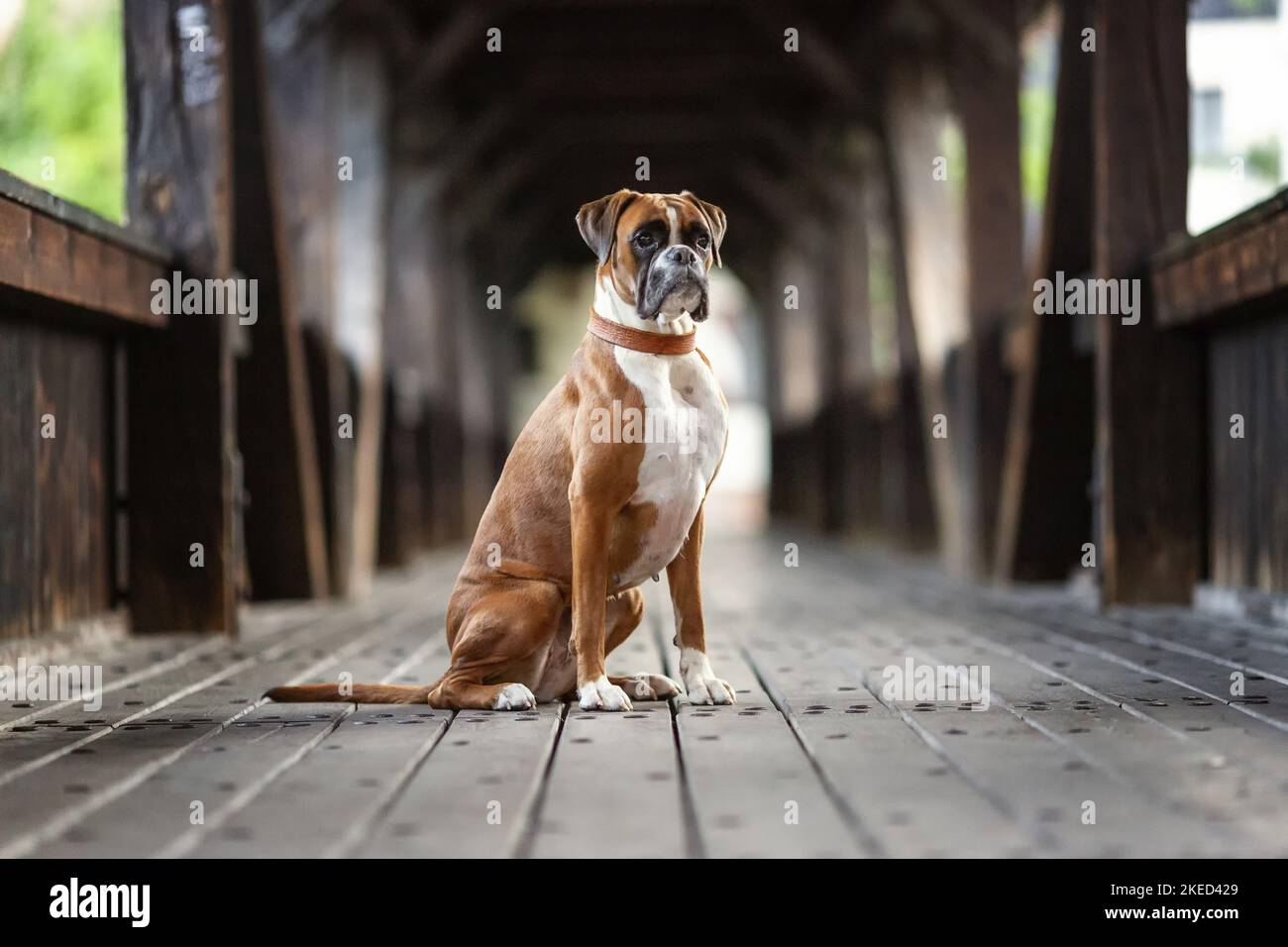Boxer bridge hi-res stock photography and images - Alamy