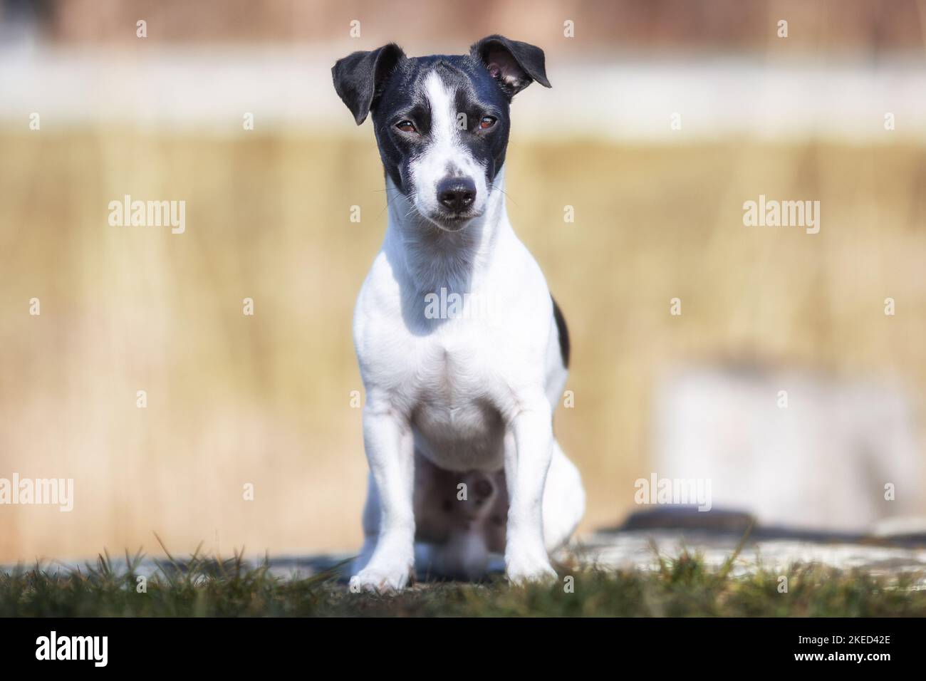 sitting Jack Russell Terrier Stock Photo - Alamy