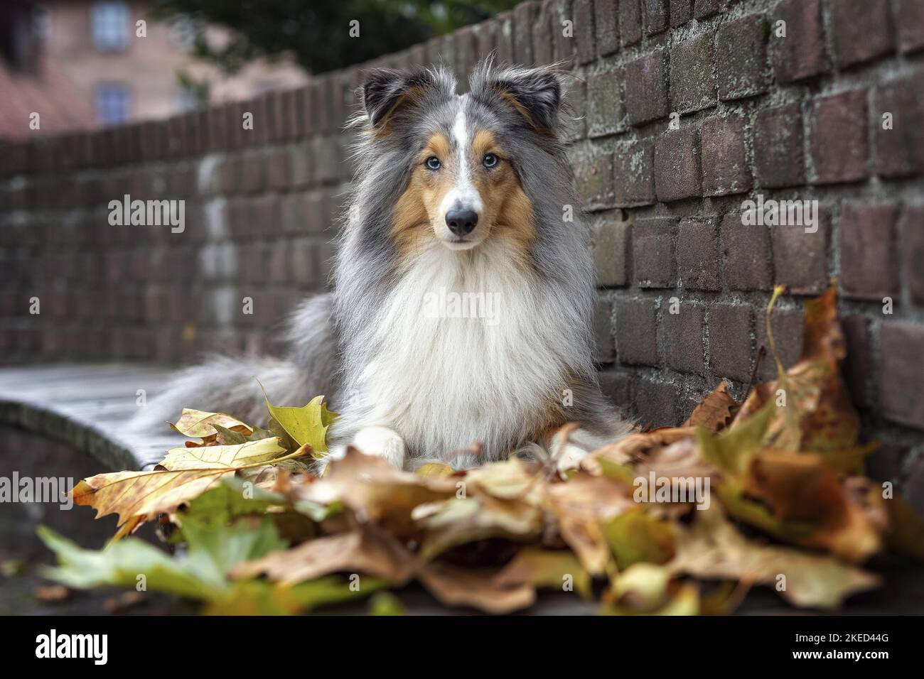 Sheltie park hi-res stock photography and images - Alamy