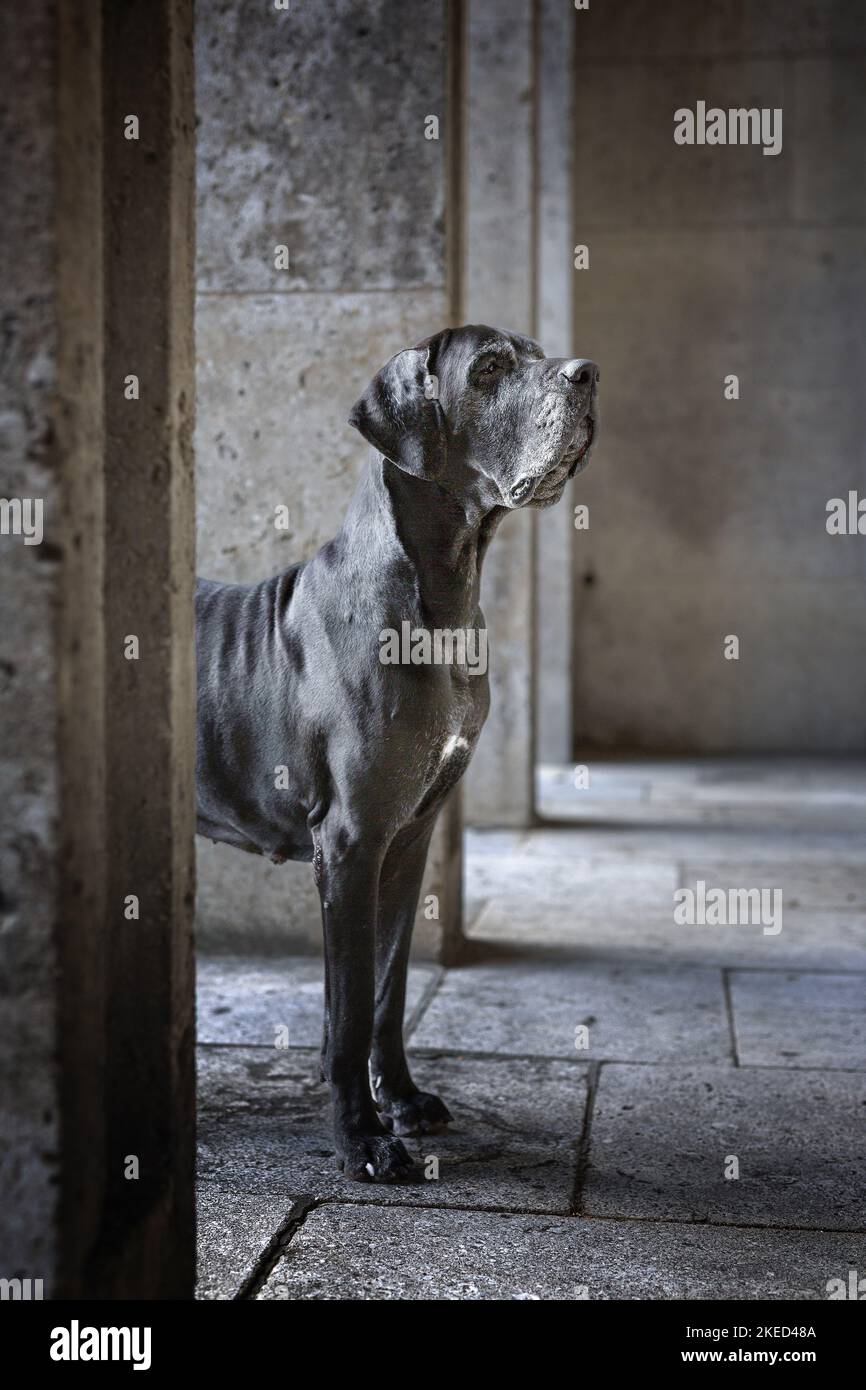 old Great Dane Stock Photo - Alamy