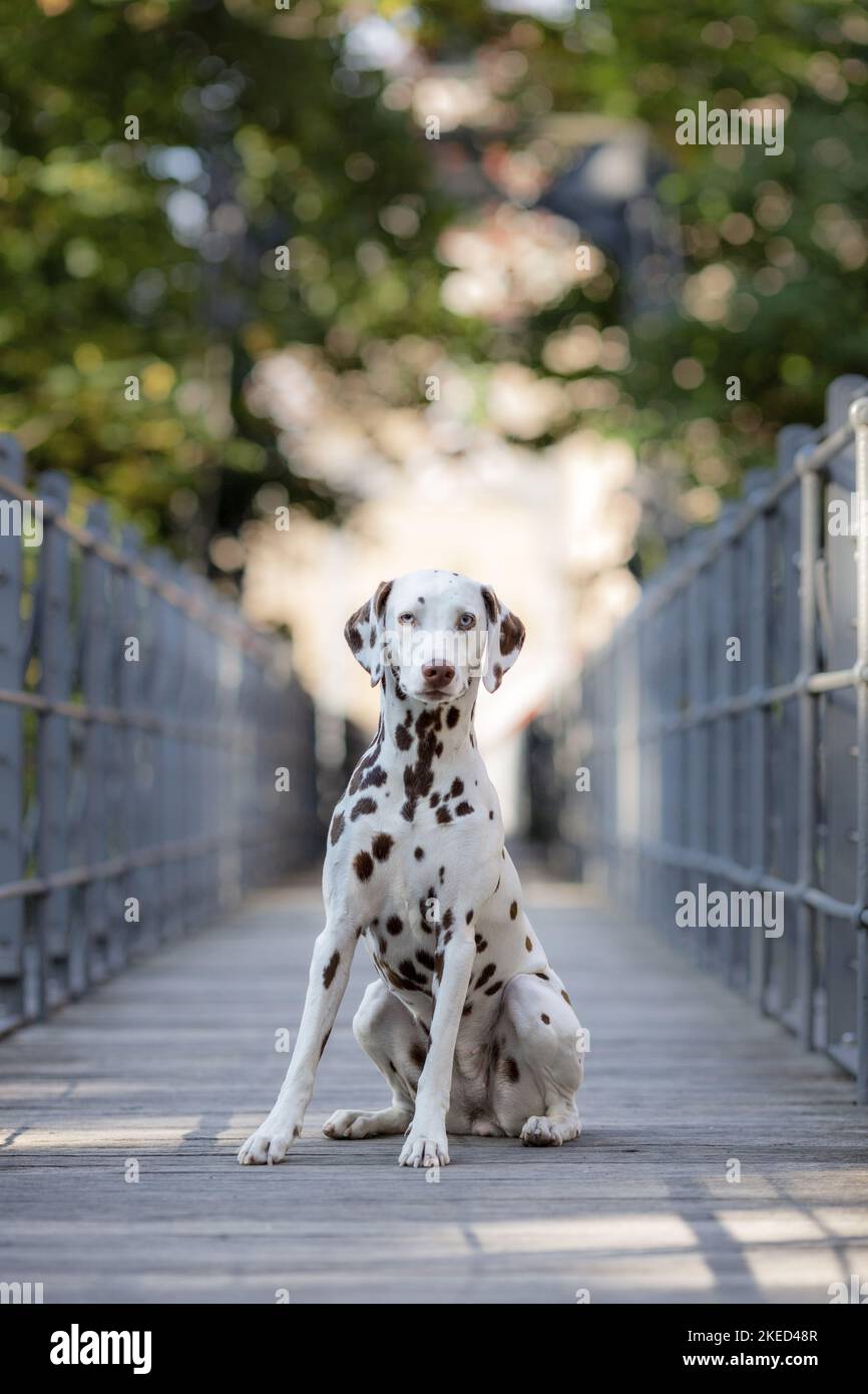 Dalmatian one blue eye hi-res stock photography and images - Alamy