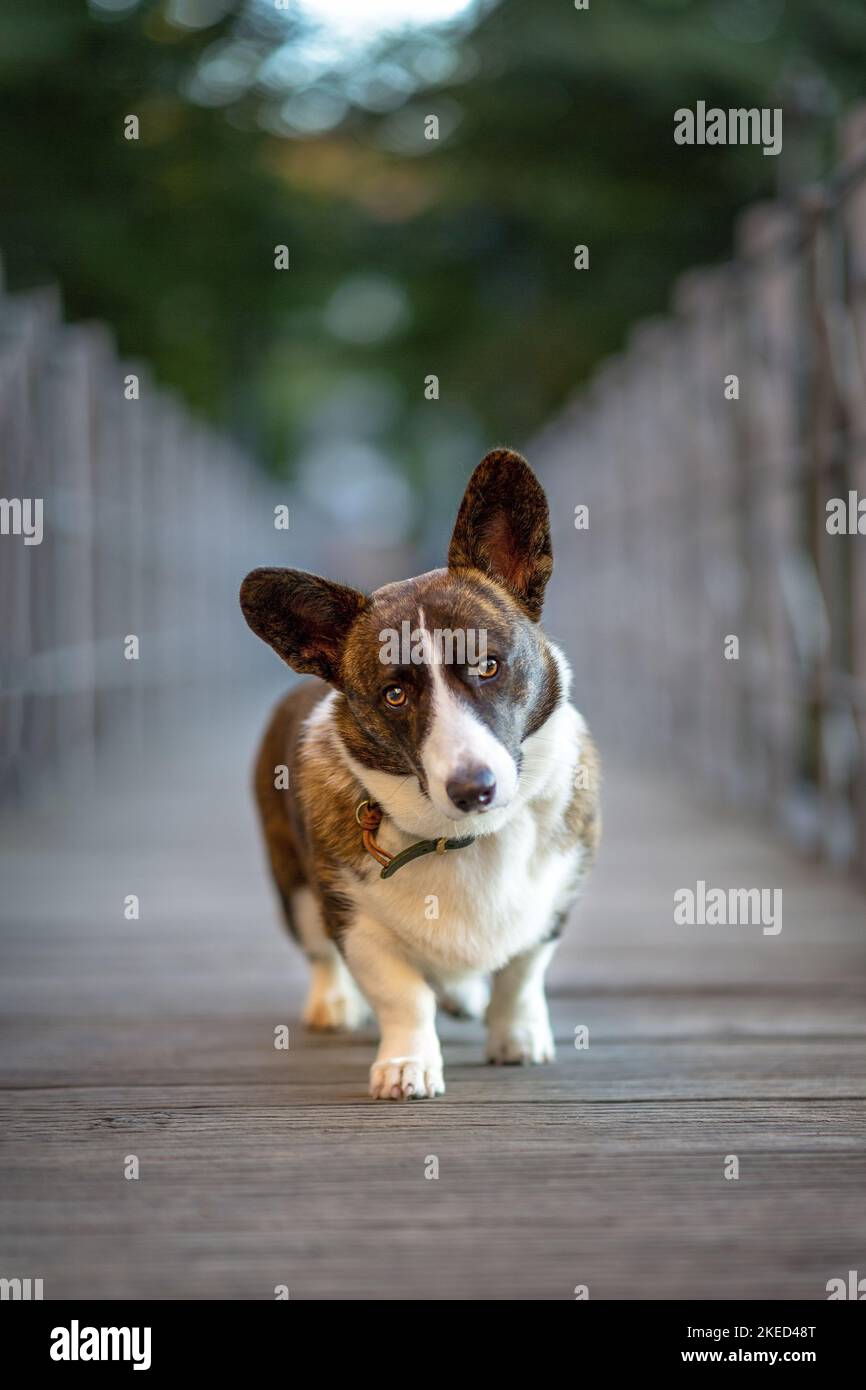 standing Welsh Corgi Cardigan Stock Photo - Alamy