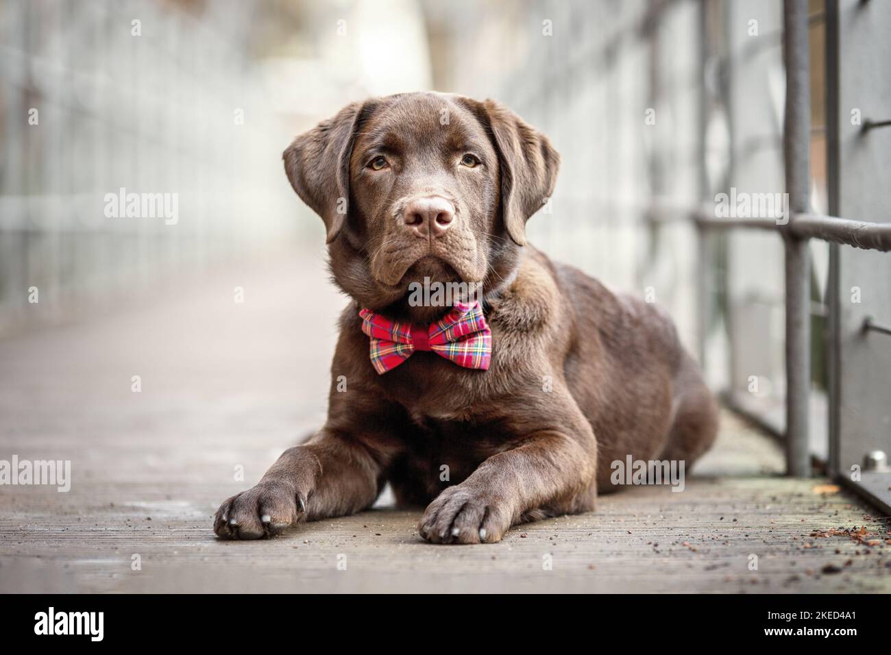 brown Labrador Retriever Stock Photo - Alamy