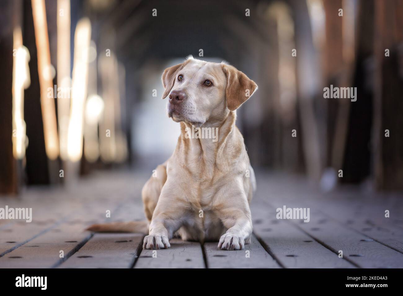 blonde Labrador Retriever Stock Photo - Alamy