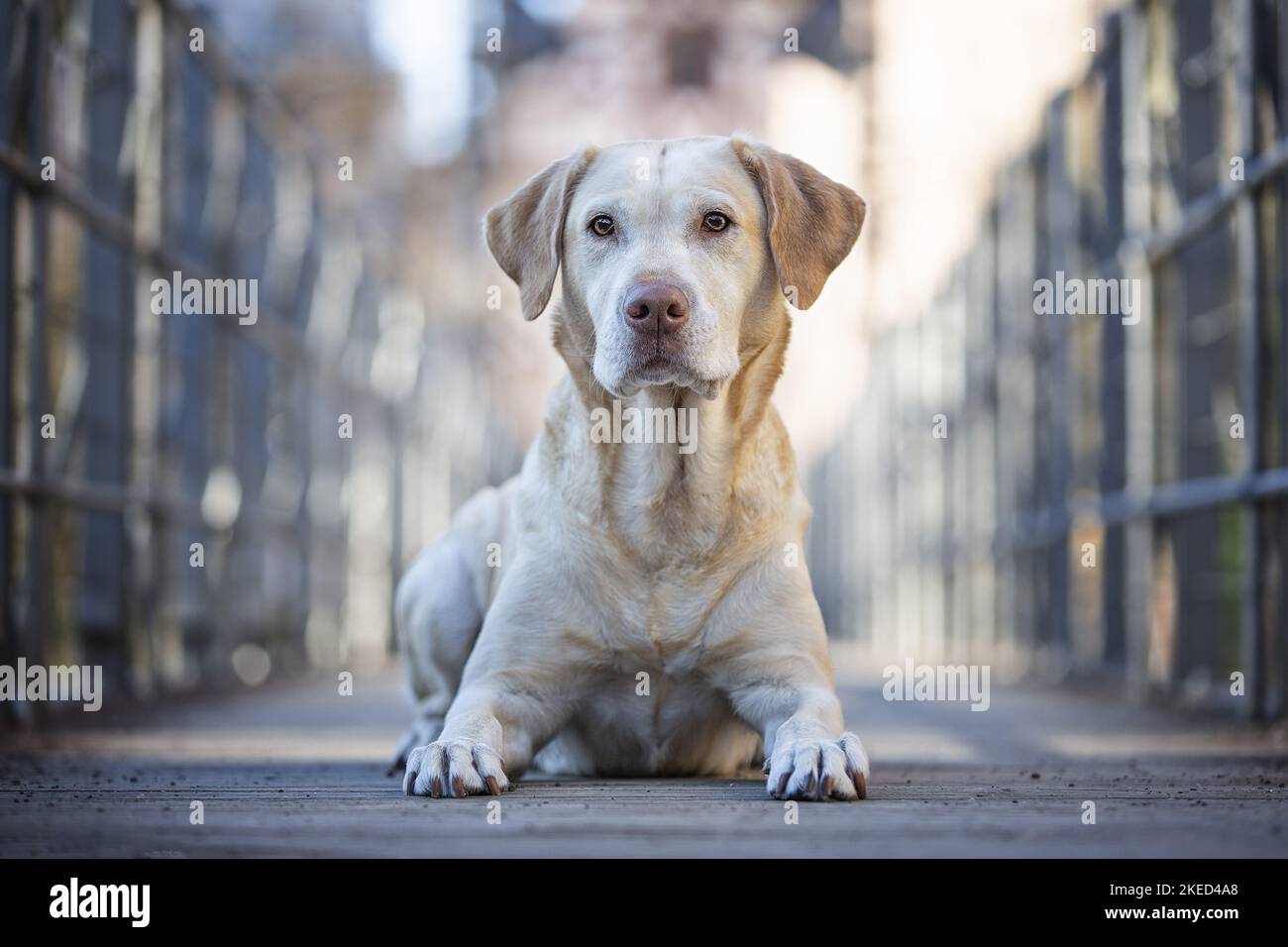 blonde Labrador Retriever Stock Photo - Alamy