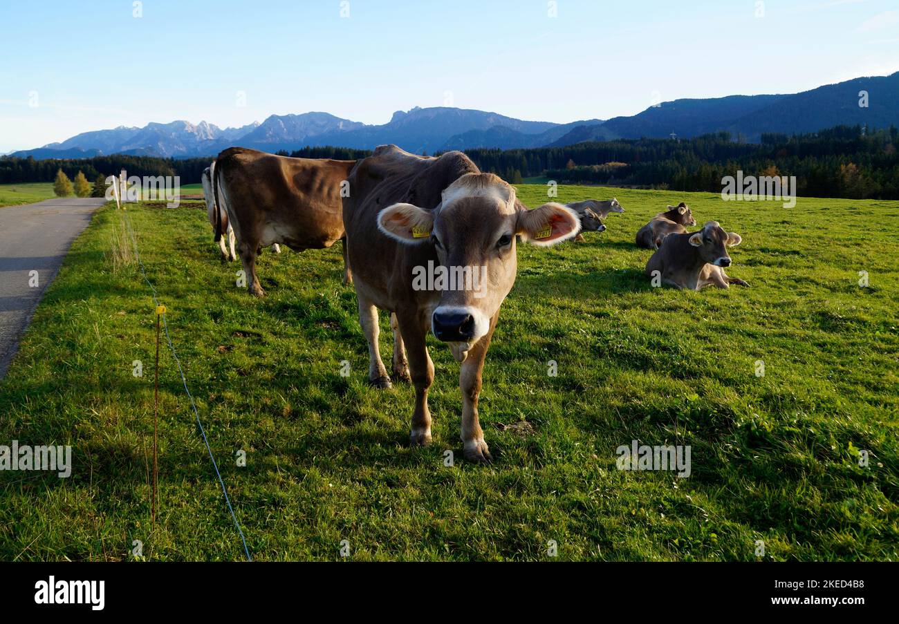 cows grazing on the lush green alpine meadows with scenic alpine lake ...