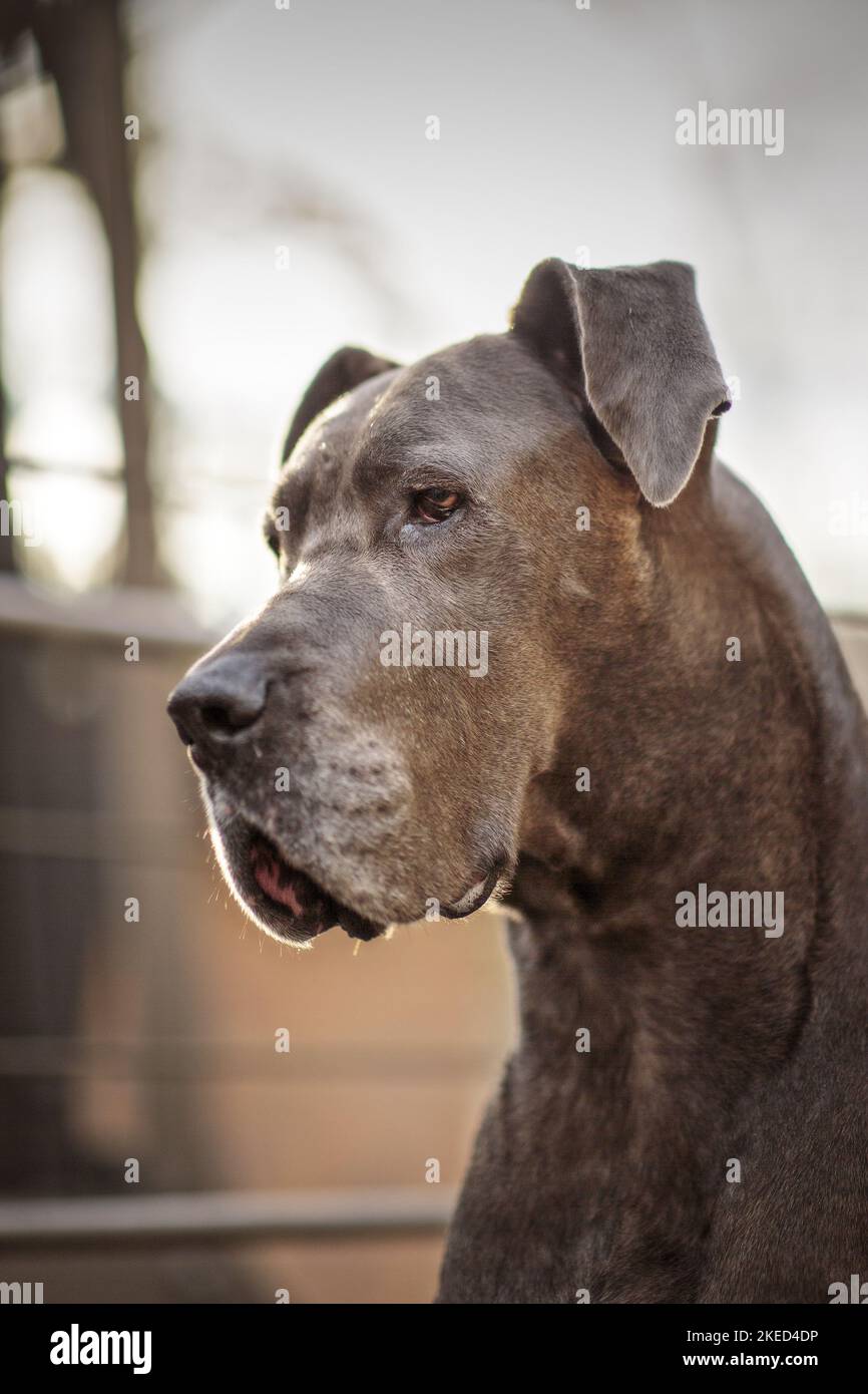 Great Dane portrait Stock Photo - Alamy