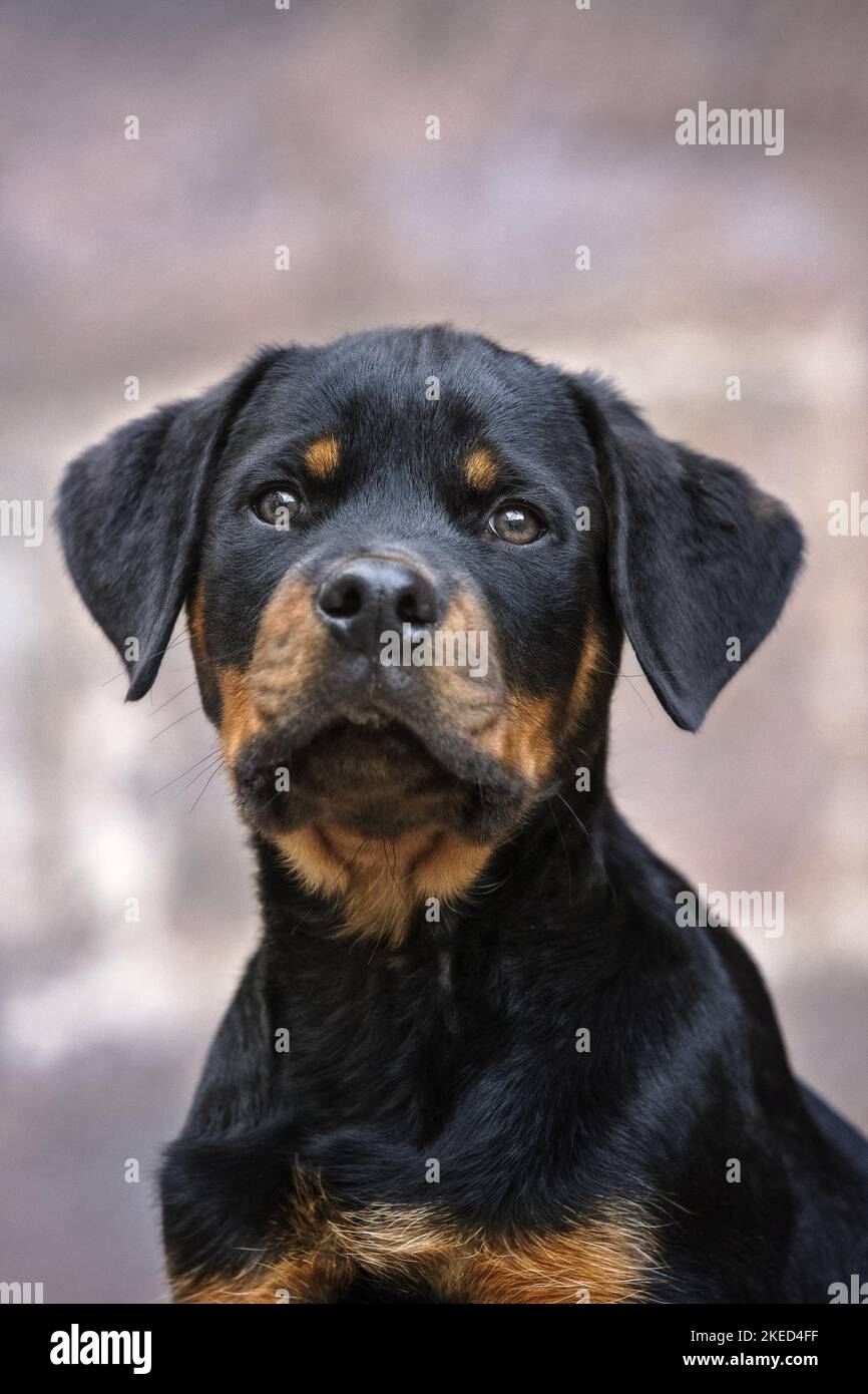 Rottweiler Puppy portrait Stock Photo - Alamy