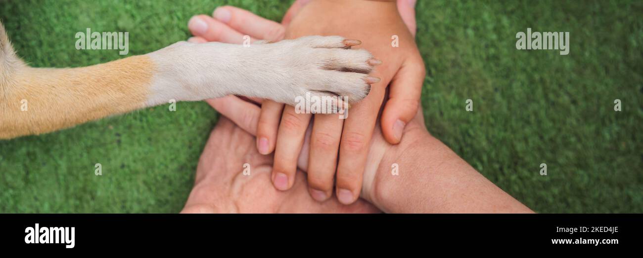 Human hands and dog paw as a team. Fight for animal rights, help ...
