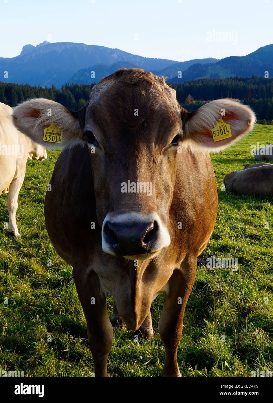 cows grazing on the lush green alpine meadows with scenic alpine lake ...