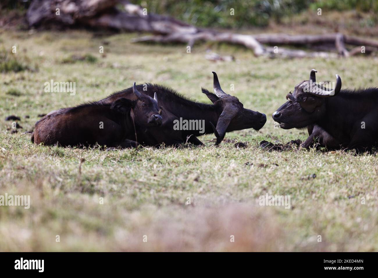 Two African buffalo laying on the grass in Lewa Conservancy, Kenya ...