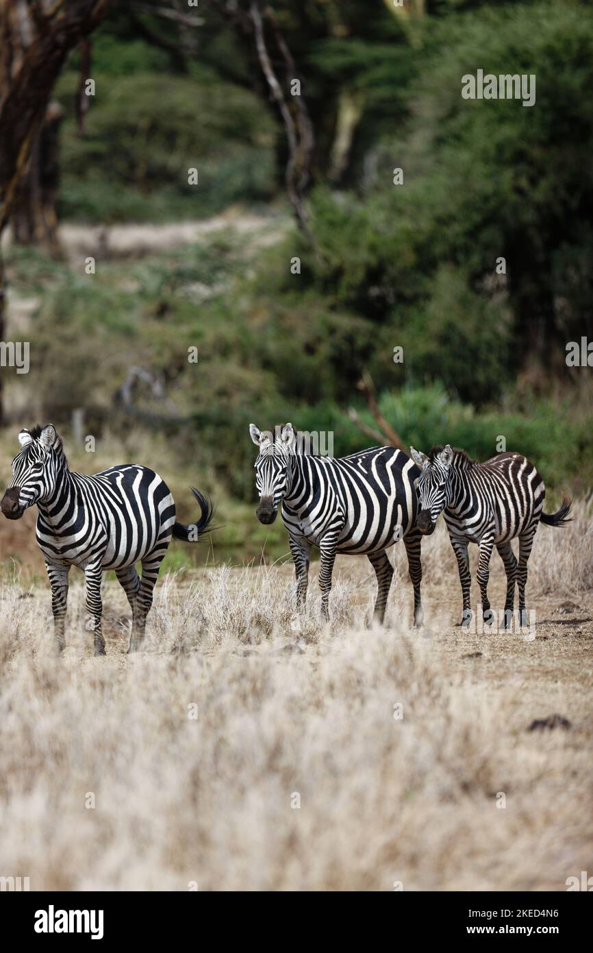 A family of common zebras in Lewa Conservancy, Kenya, vertical shot ...
