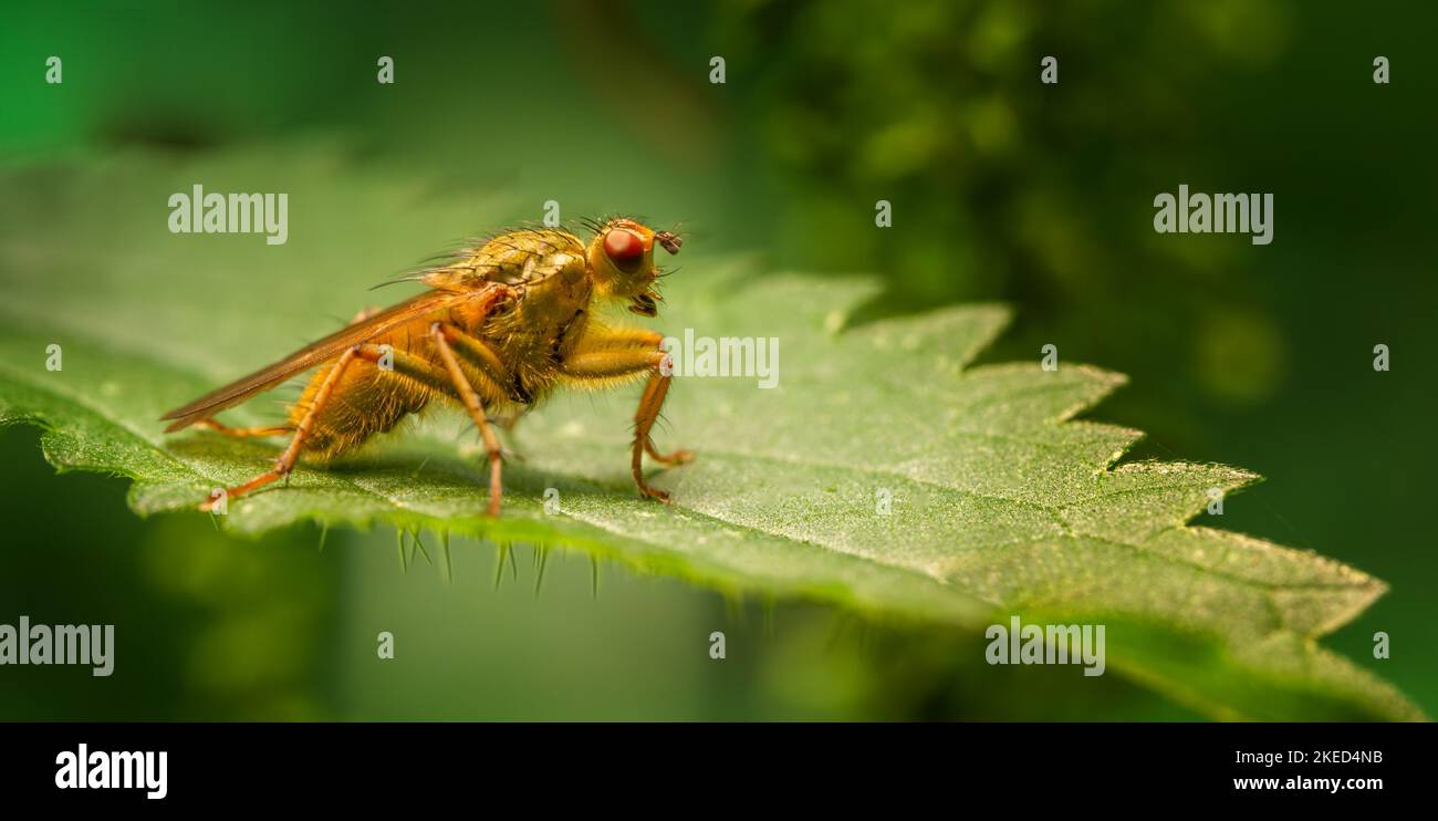 A macro shot of a Golden Dung Fly, Scathophaga stercoraria on green ...
