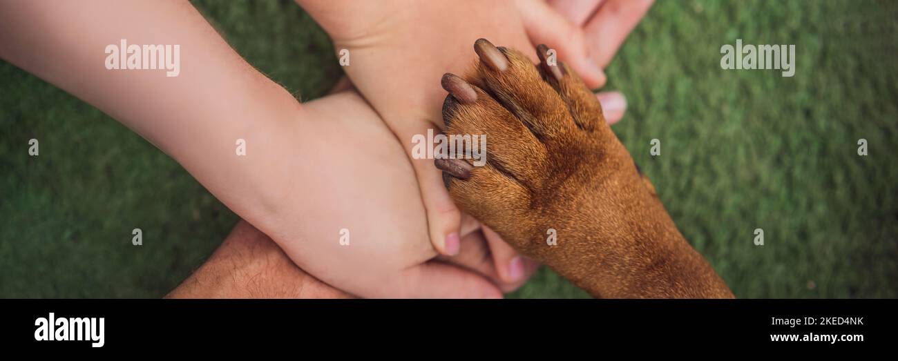 Human hands and dog paw as a team. Fight for animal rights, help ...