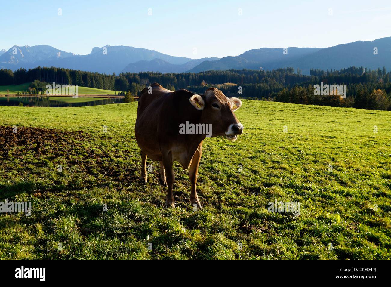 cow grazing on the lush green alpine meadows with scenic alpine lake ...