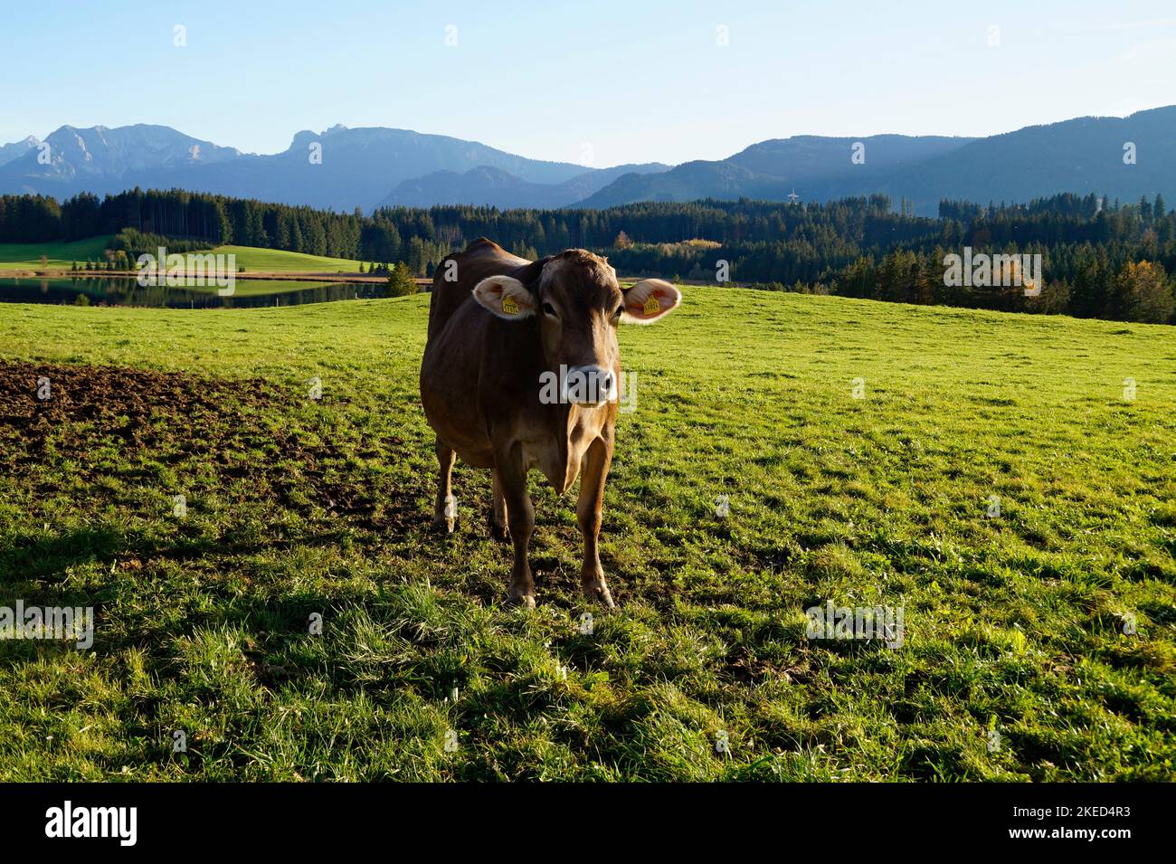 cow grazing on the lush green alpine meadows with scenic alpine lake ...