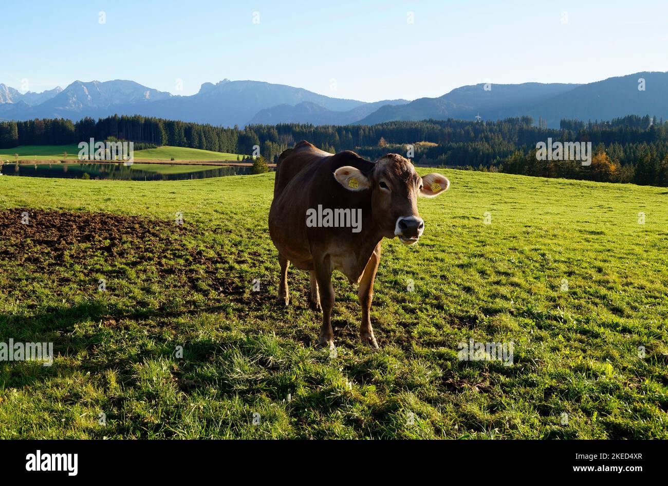 cow grazing on the lush green alpine meadows with scenic alpine lake ...