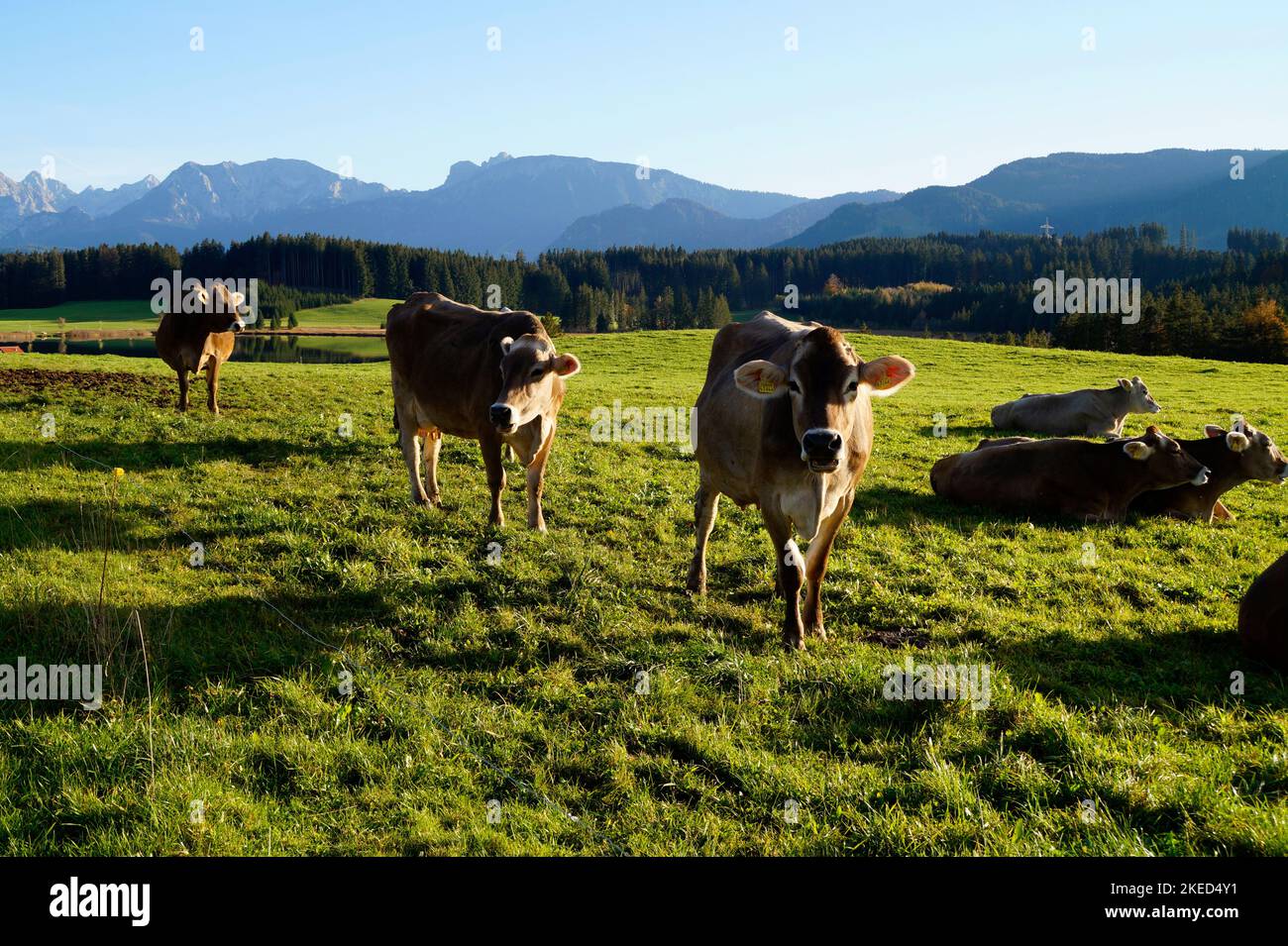 cows grazing on the lush green alpine meadows with scenic alpine lake ...