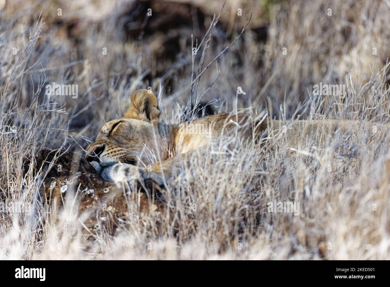 Mount kenya conservancy hi-res stock photography and images - Alamy