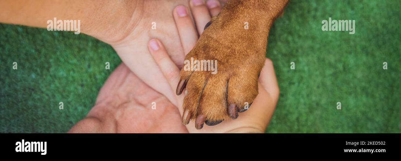 Human hands and dog paw as a team. Fight for animal rights, help ...