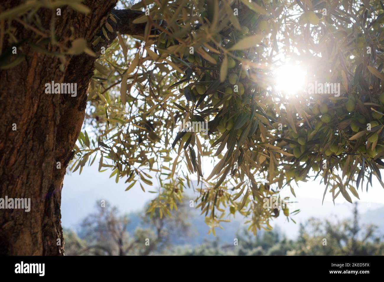 olive tree with sun beams in Turkeye Stock Photo - Alamy