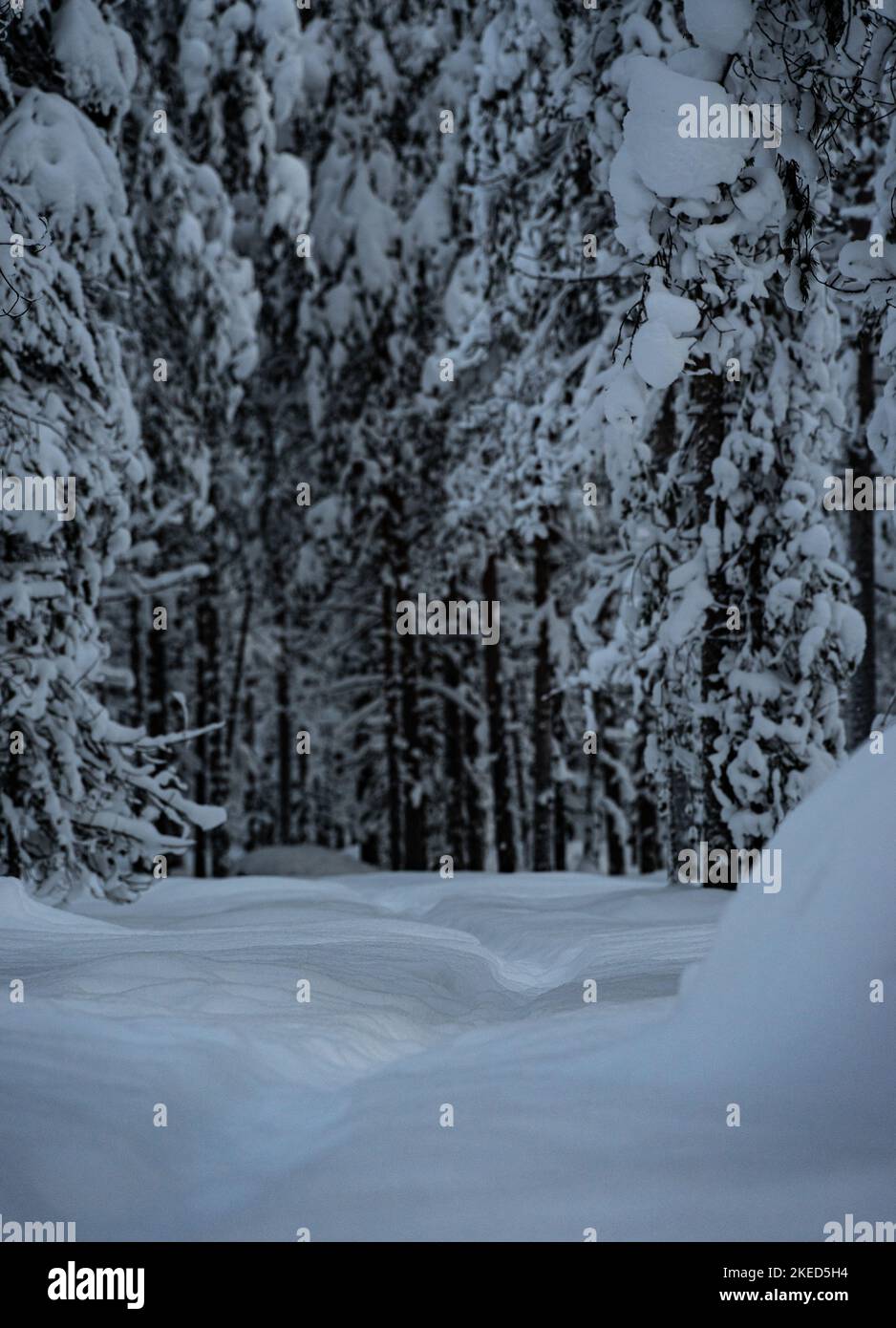 A vertical shot of snowy path in a forest in Lapland, Finland Stock ...