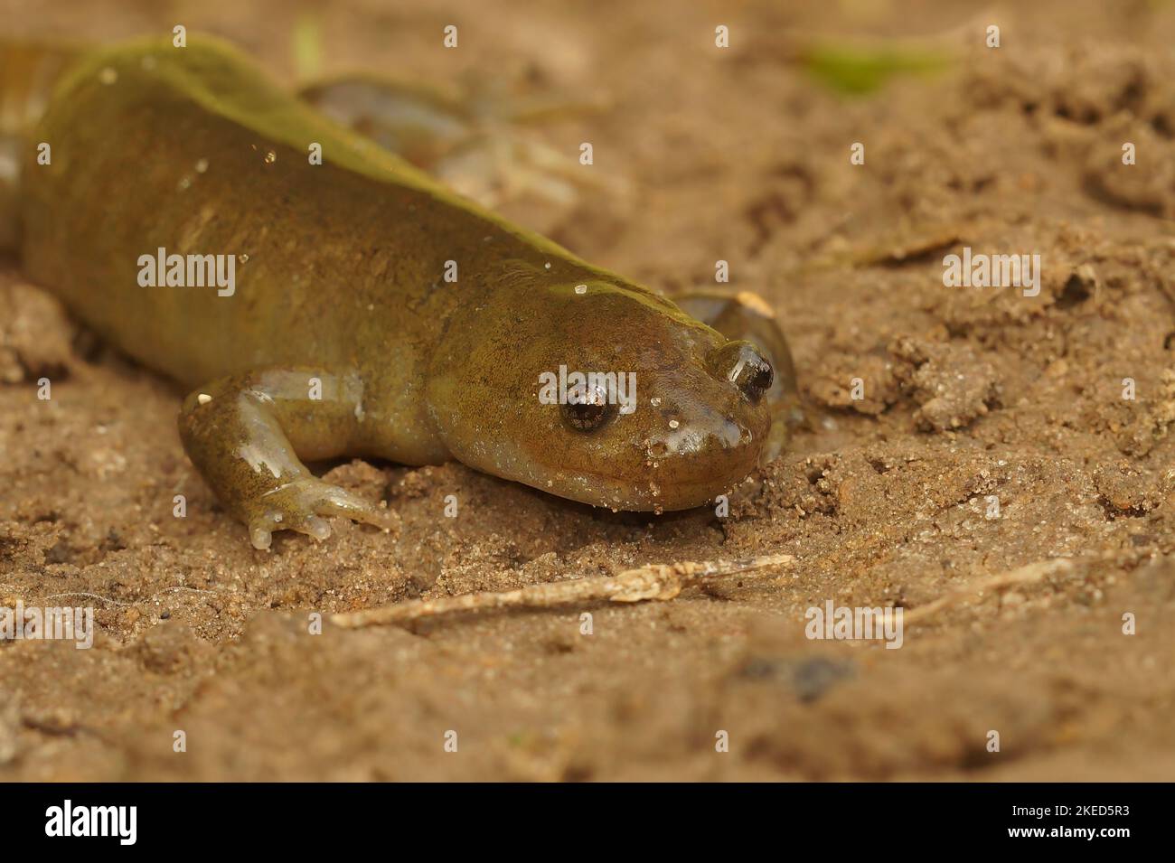 A horizontal image of Hynobius Dunni on brown land Stock Photo - Alamy