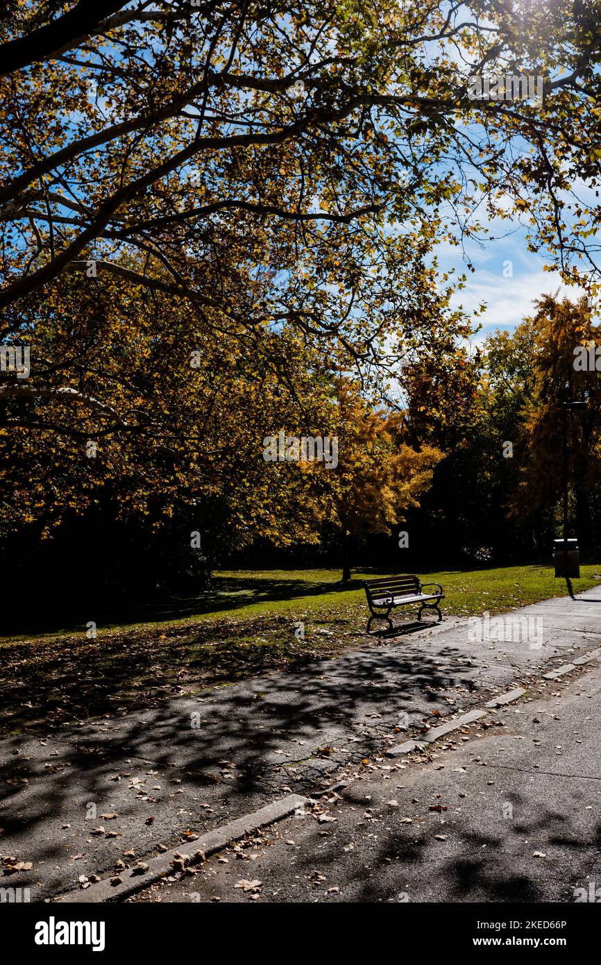 Bench in the autumn park. Golden autumn, leaves fall from the tree ...