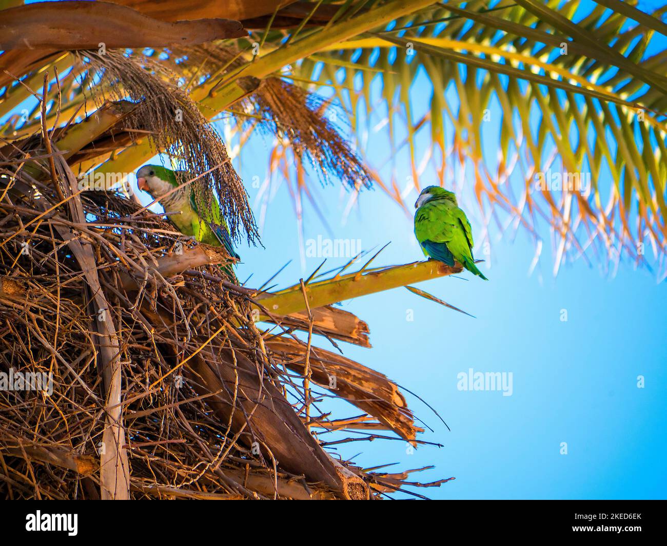 The Costa Del Sol is plagued by Parakeets in the palm trees along the ...