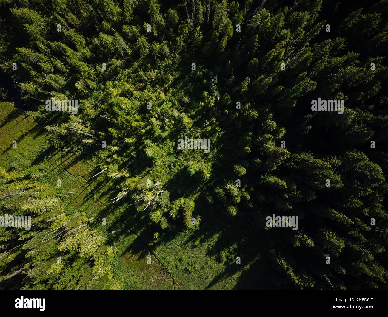 View from above. Tops of pines and a green glade. Pine forest ...